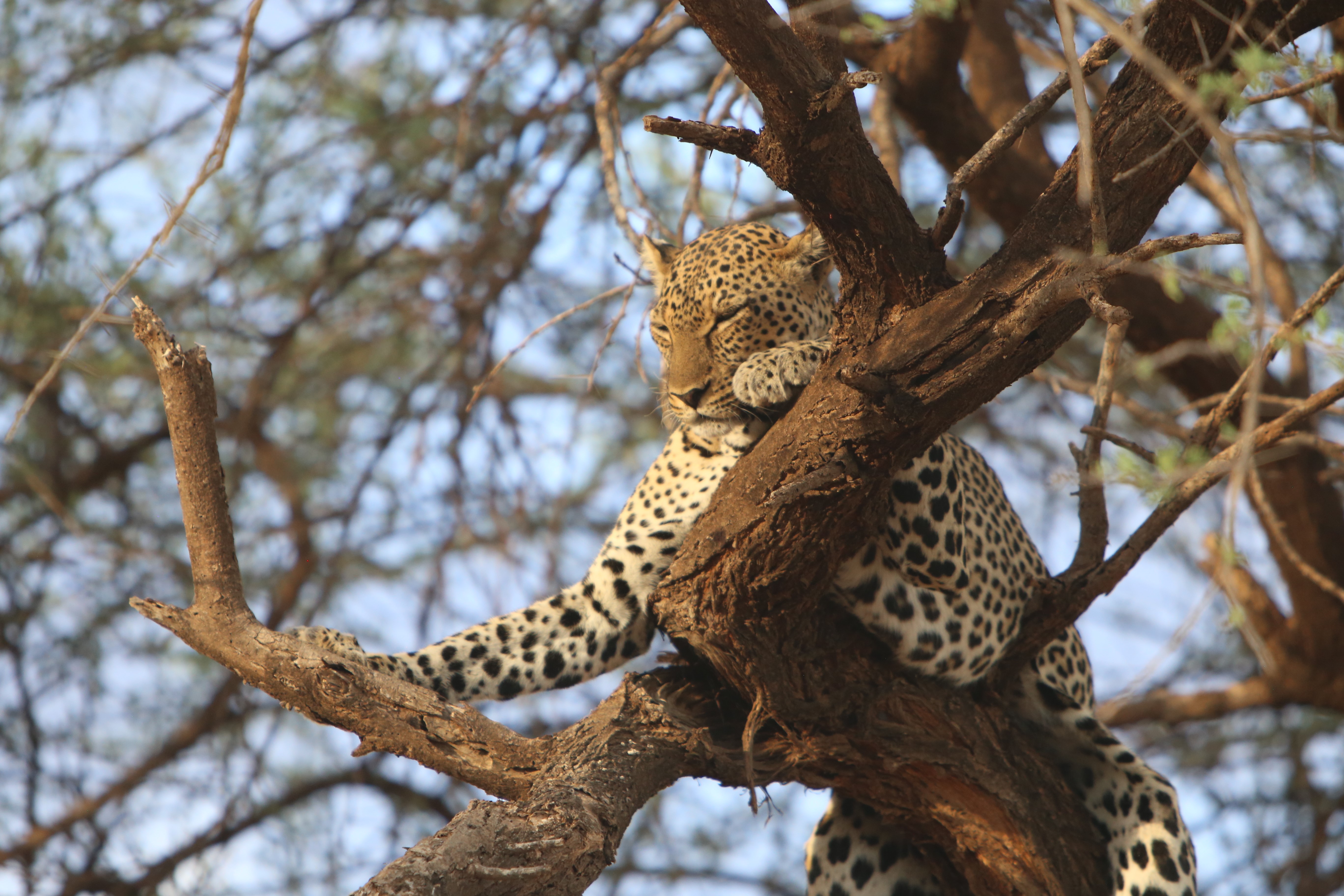 Africa: Kenya and Tanzanian Safari